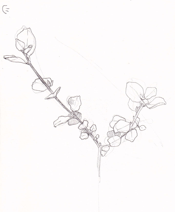 More Sketches Lily Mae Martin More Sketches Lily Mae Martin